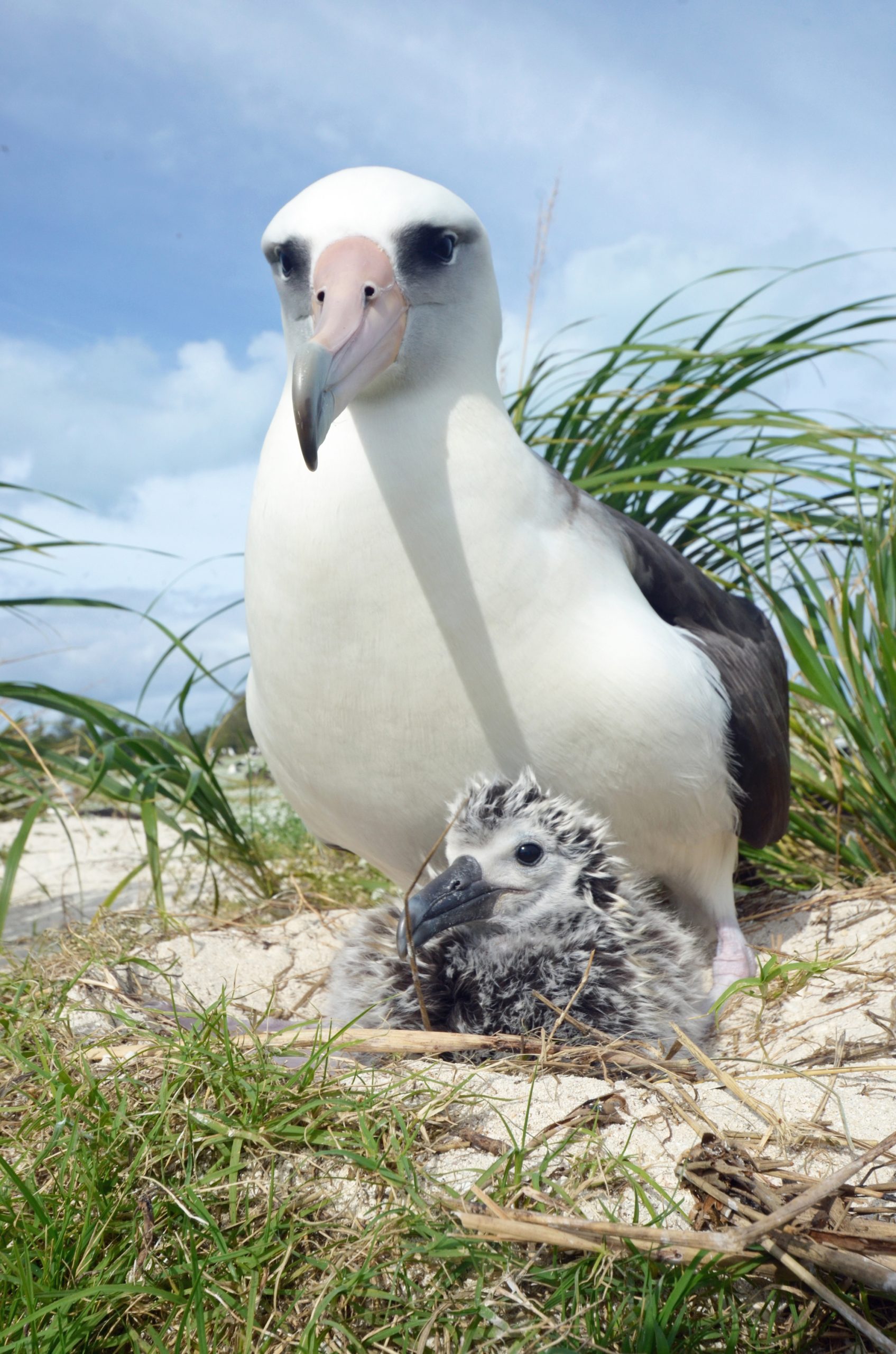 “The Magic of Midway – An unveiling of new art by Caren Loebel-Fried ...