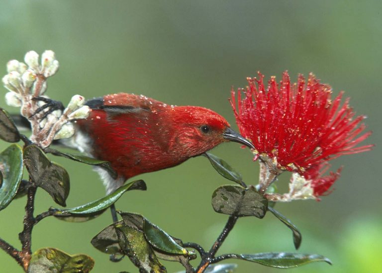 'Apapane on Red Lehua by Jack Jeffrey - Volcano Art Center
