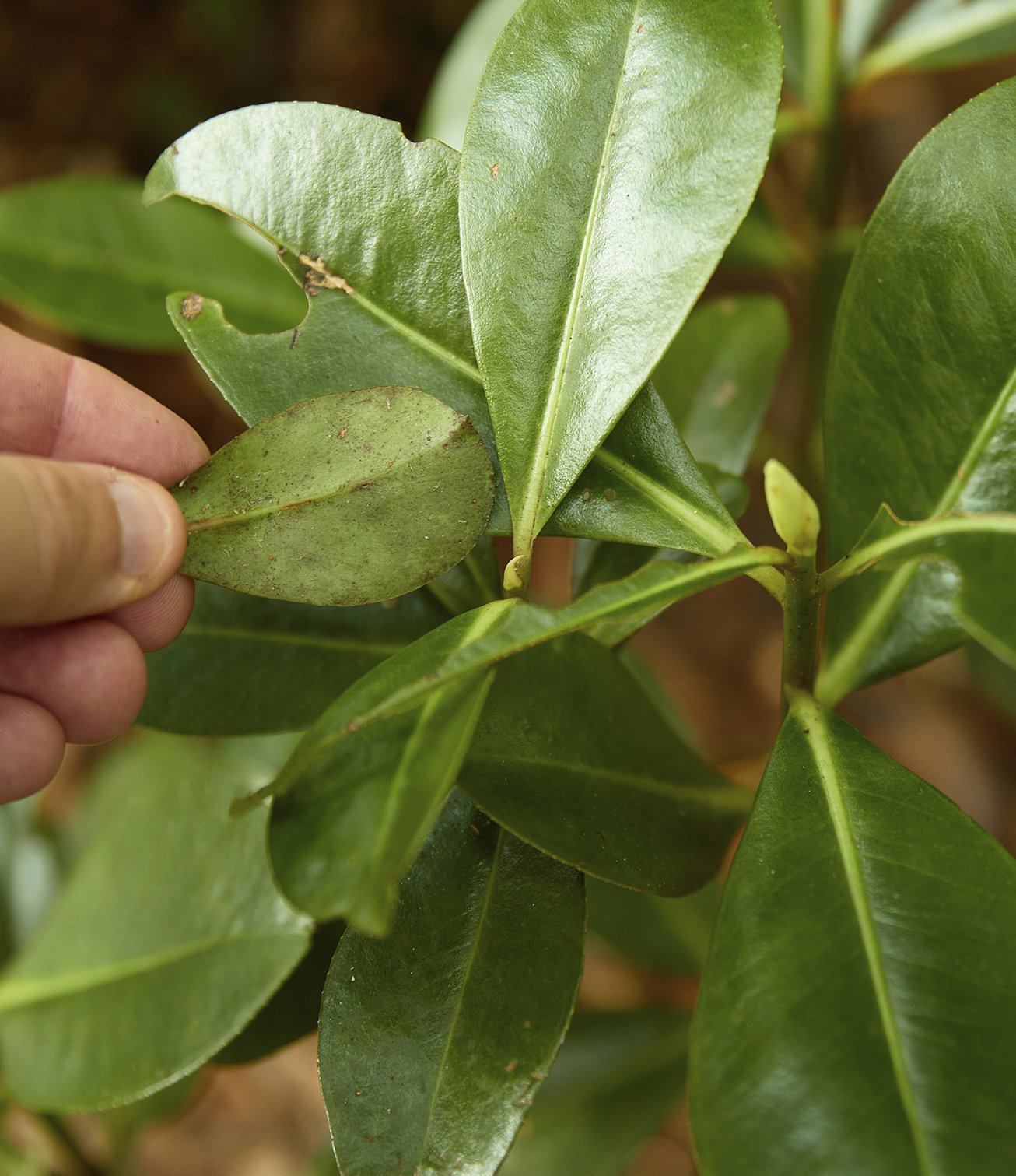 Kolea Lau Nui – Volcano Art Center