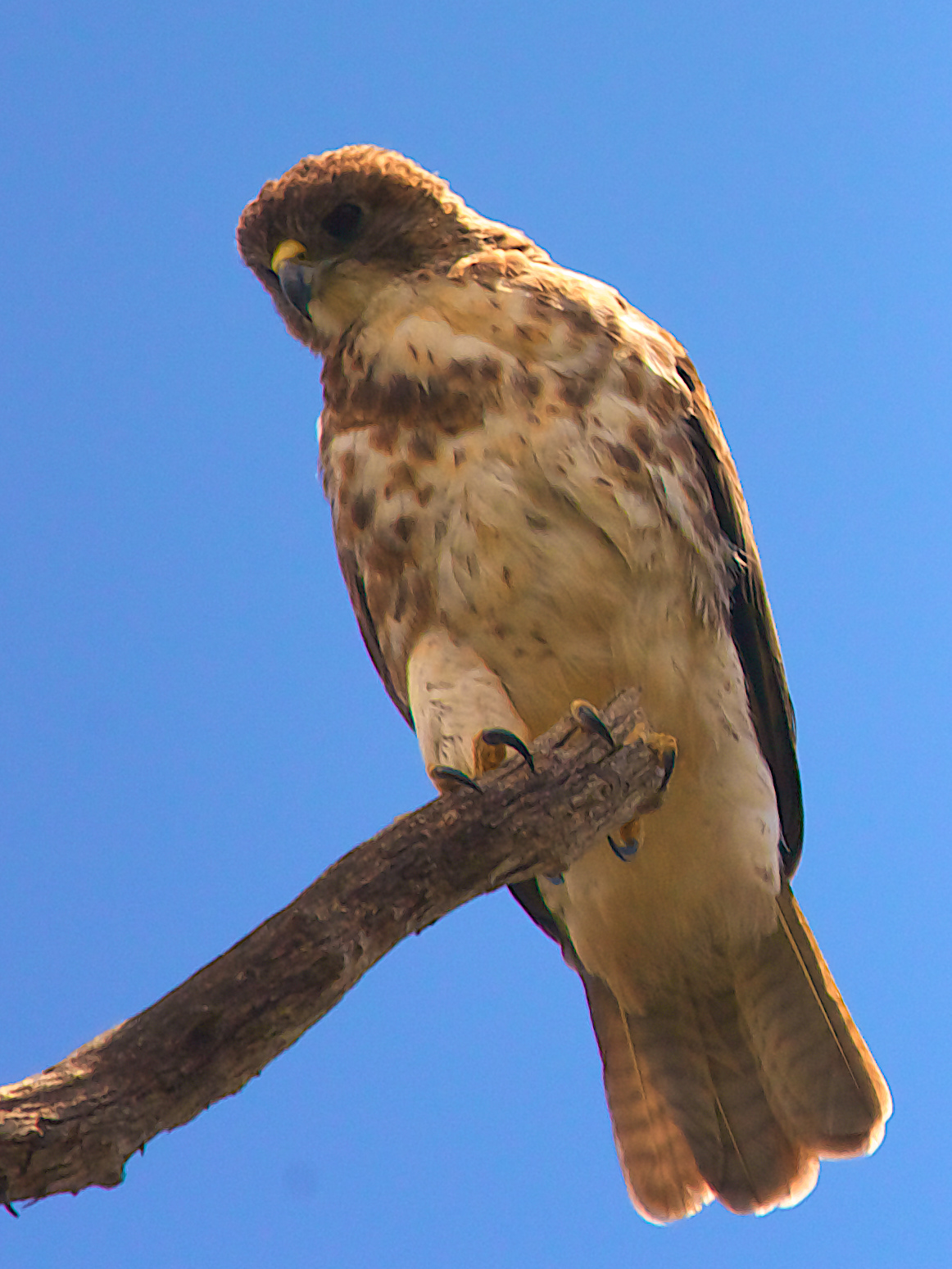 Io – Hawaiian Hawk – Volcano Art Center